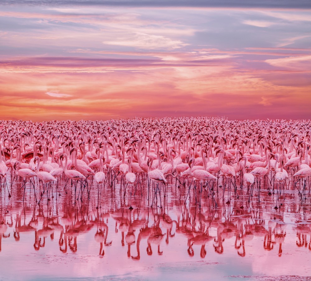 Flamingo Project