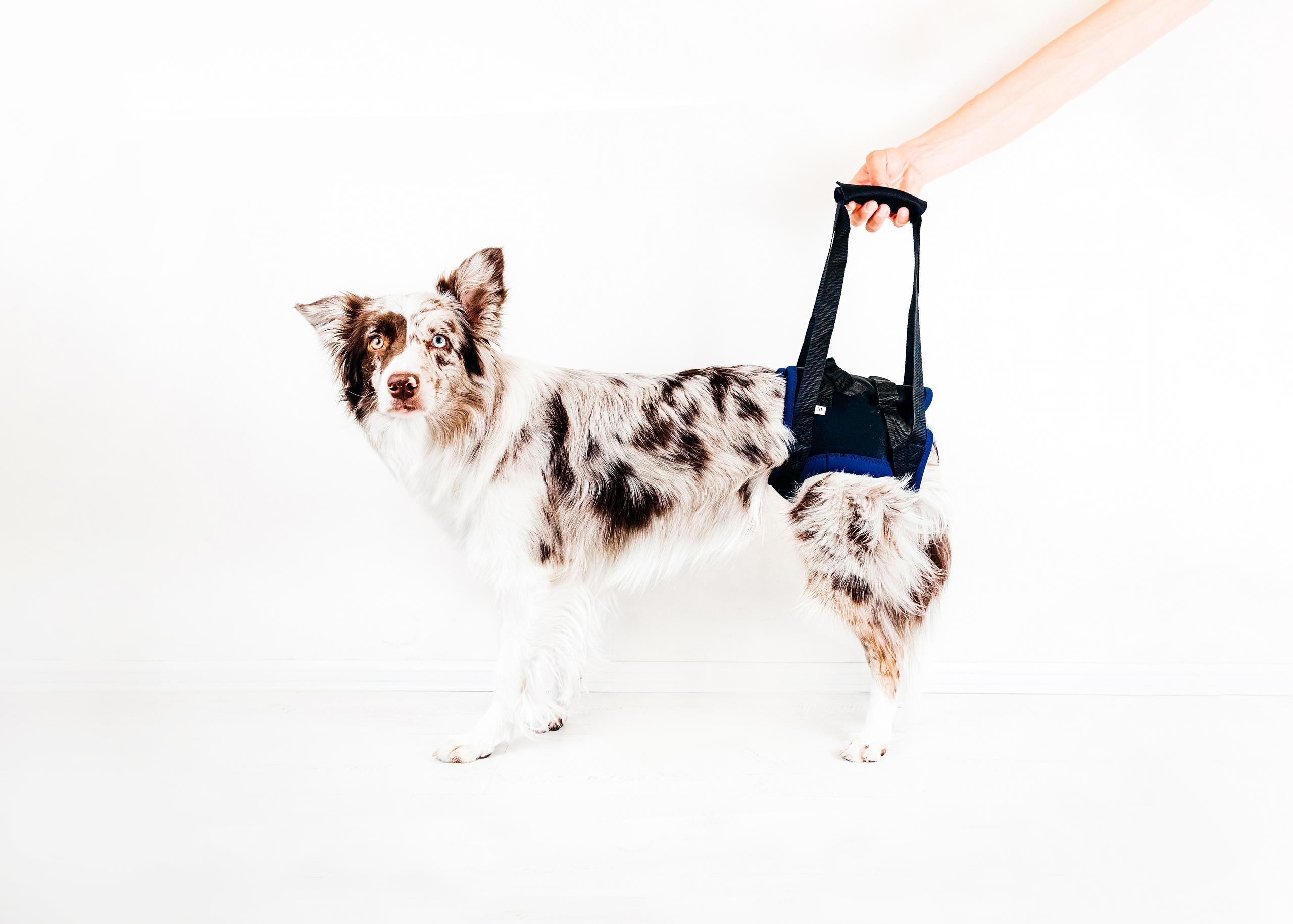 Поддержки для лап собак Pet's-rehab Москва